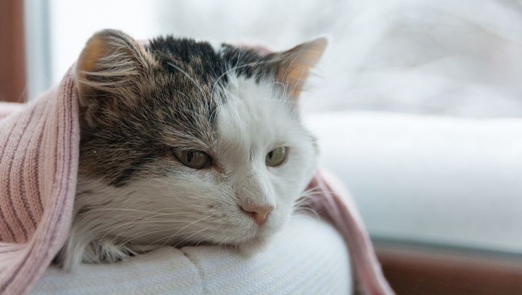 7 Symptoms You Should Not Ignore In Your Cat - CatTime