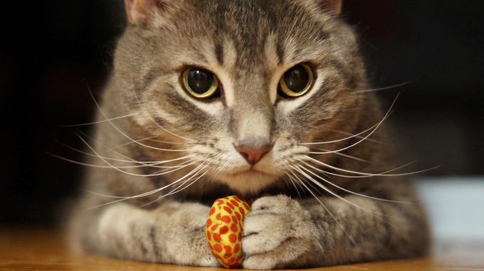 Cat Videos: The 7 Best YouTube Cat Videos Of All Time! - CatTime