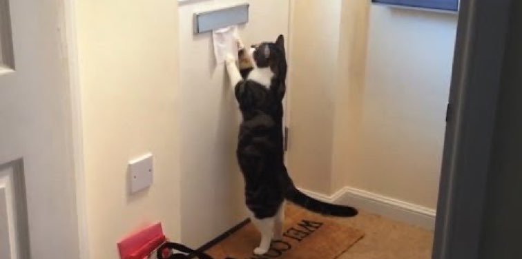Cats Getting The Mail [VIDEO] - CatTime