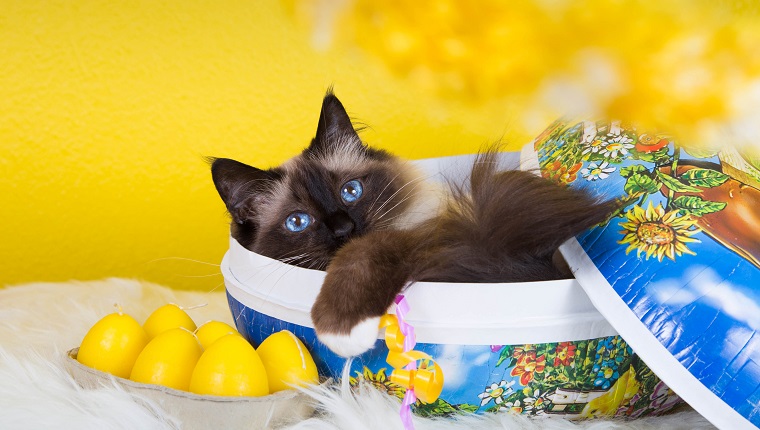 25 Cats Who Are Celebrating Easter - CatTime