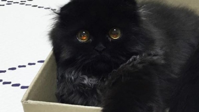 Gimo The Cat's Huge, Adorable Eyes Will Melt Your Heart - CatTime