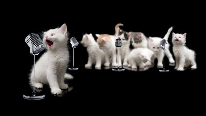 10 Of The Greatest Songs About Cats Ever Made - CatTime