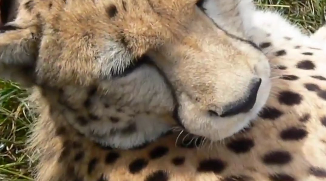 Big, Beautiful, Purring Cheetah [VIDEO] - CatTime