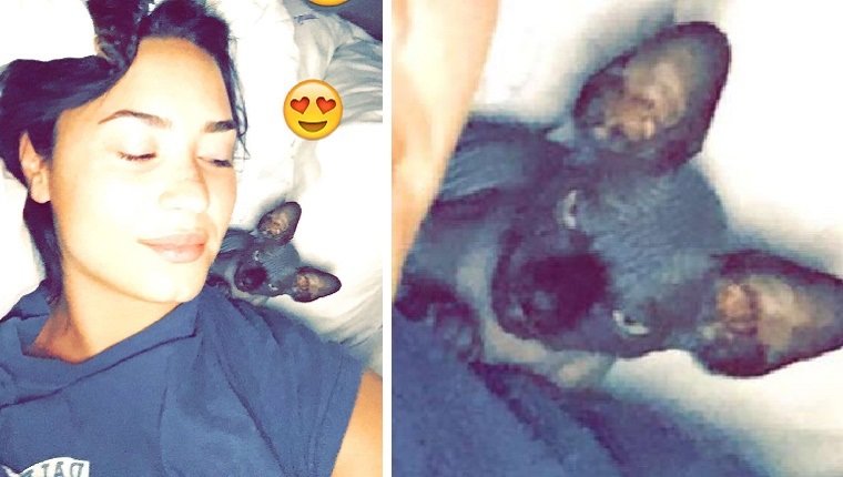 Demi Lovato's New Cat May Be Plotting To Destroy Her - CatTime