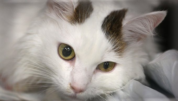 Can Medical Marijuana Help Cats? - CatTime