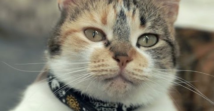 The Science Of Meow: Study Looks At How Cats Talk [VIDEO] - CatTime