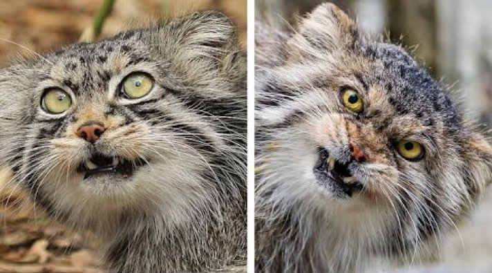 Meet The Incredibly Adorable Pallas's Cat [VIDEO] - CatTime