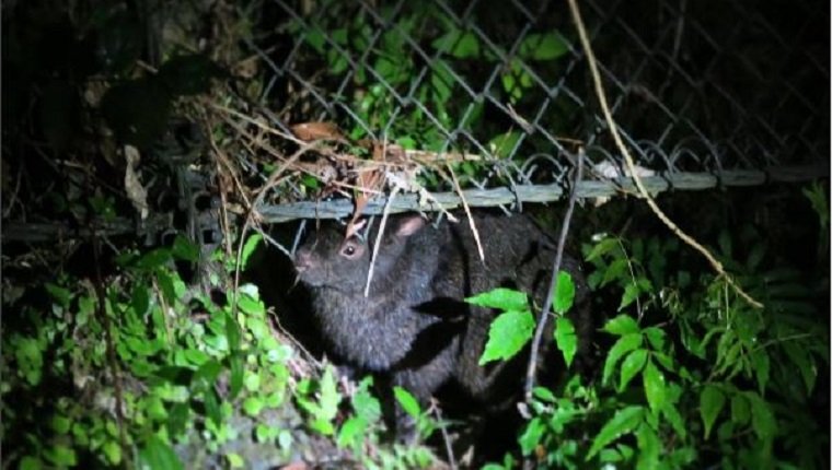 Cats On Japan's Cat Island Saved By Hundreds Of Boxes Of Donated Food ...