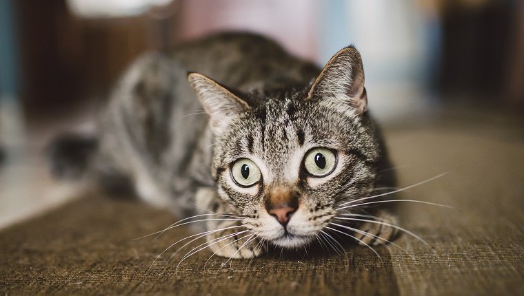 Cat Vision: Everything You Need to Know About Your Cat's Eyes - CatTime