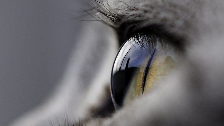 Cat Vision: Everything You Need to Know About Your Cat's Eyes - CatTime