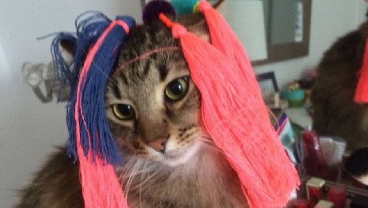 30 Cats In Wigs That Will Make You Laugh [GALLERY] - CatTime