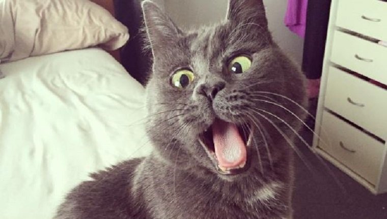 Permanently Surprised Cat With Special Needs Inspires The Internet ...