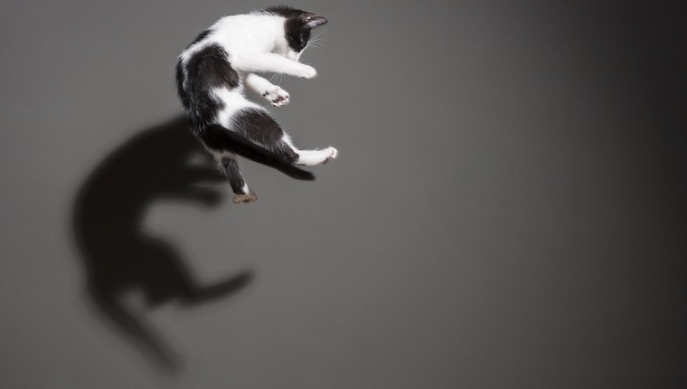 Paw-Mazing Pets: Max The Cat Backflips Like An Acrobat [VIDEO] - CatTime