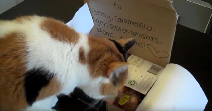 Try A Meowbox Fun Times Kitty Cat Product Review - CatTime