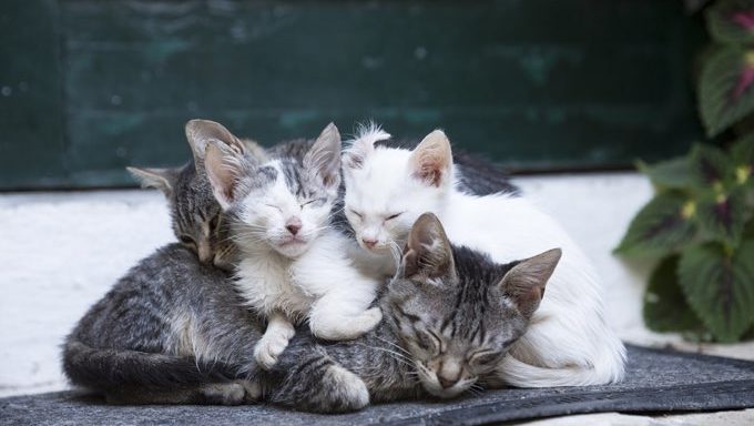 Kitten Season: What To Do If You Find Kittens - CatTime