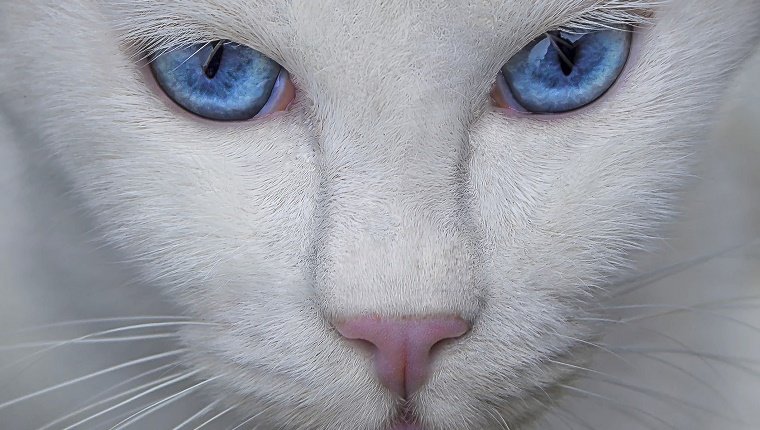 Cat Vision: Everything You Need to Know About Your Cat's Eyes - CatTime
