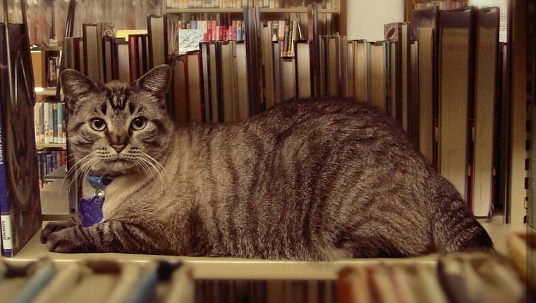 City Council Votes To Remove Browser The Library Cat From The Library ...