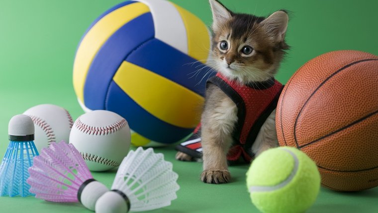 10 Summer Olympic Sports That Would Be Way More Fun With Cats - CatTime