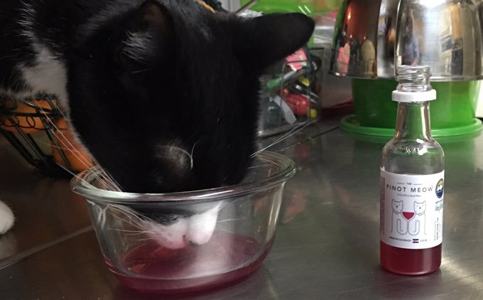 Why Drink Alone When You Can Drink Wine With Your Cat? - CatTime