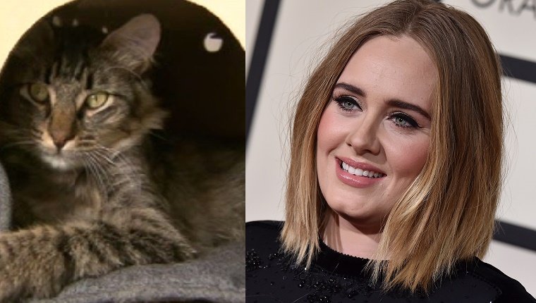 Adele Visits Vancouver Cat Café And Makes One Kitty A Local Celebrity ...