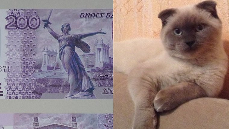 Russian Cat That A City Wanted For Mayor Is Trying To Get His Face ...