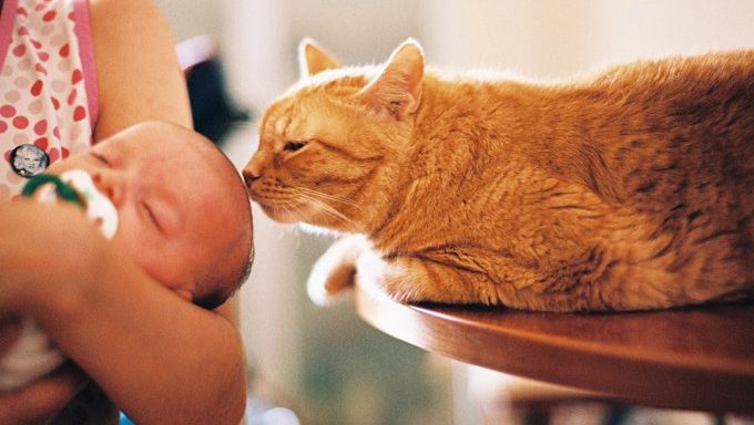 How To Get Your Cat Ready To Meet Your New Baby: 5 Tips For Expecting ...