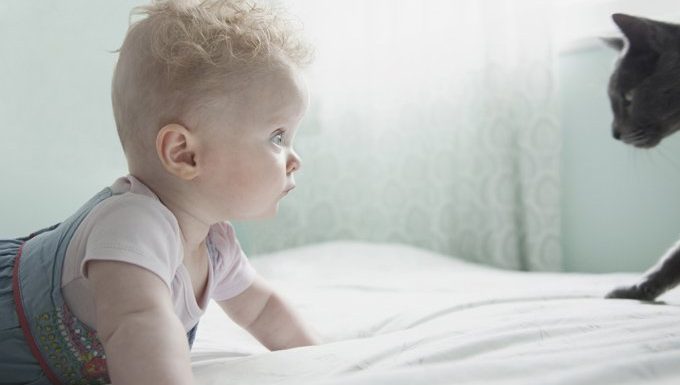 How To Get Your Cat Ready To Meet Your New Baby: 5 Tips For Expecting ...