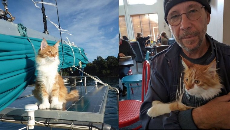 Deaf Sailor's Maine Coon Cat Acts As His Ears Out At Sea - CatTime