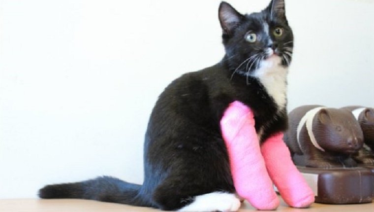 Cat Named Flipper With Deformed Limbs Gets Surgery And Forever Home ...