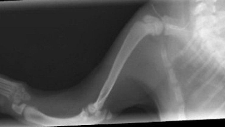 Cat Named Flipper With Deformed Limbs Gets Surgery And Forever Home ...