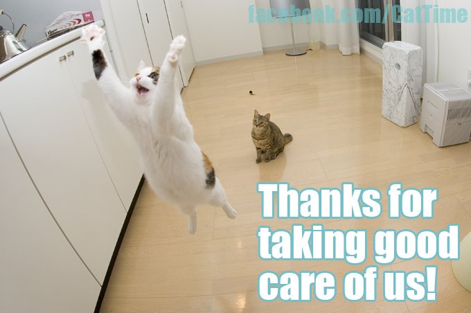 CONGRATULATIONS! Thanks To You, Cats Are Living Longer Than Ever Before ...