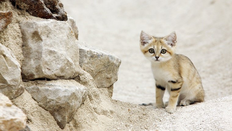 Arabian Sand Cats Spotted In The Desert For The First Time In 10 Years ...