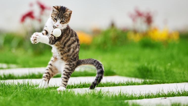 10 Epic YouTube Cats Who Should Compete In The Summer Olympics [VIDEOS ...
