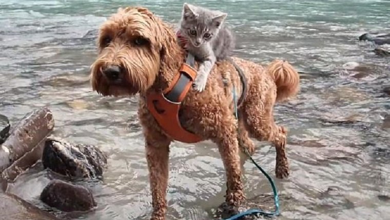 Rescue Kitten Never Leaves His Dog Buddy's Side, And It's Absolutely ...