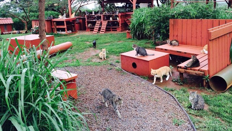 Hawaii's Free Range Cat Sanctuary Is A Cat Lover's Heaven On Earth ...