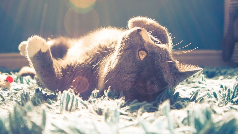 Happy Cat Month: 7 Tips For Having A Happy Cat In September - CatTime