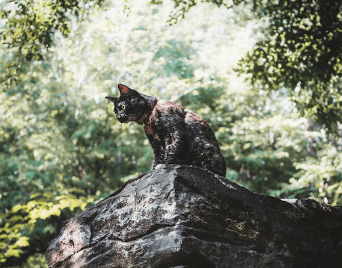10 Thrill-Seeking Adventure Cats - CatTime