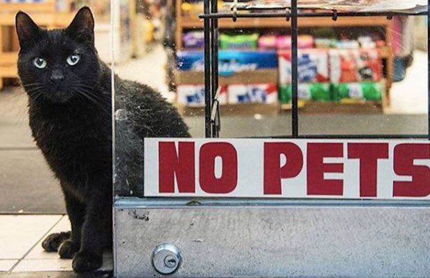 The 10 Bodega Cat Commandments - CatTime