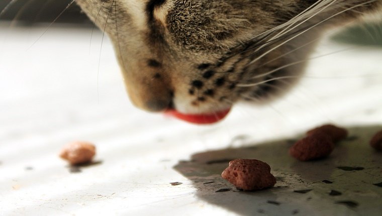 Brain Teaser Month: 5 Brain Games To Keep Your Cat Mentally Stimulated ...