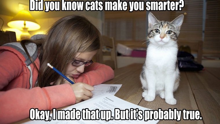 28 Funny, Heartwarming, & Share-Worthy Cat Memes [GALLERY] - CatTime