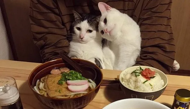 2 Adorable Cats Love Watching Their Humans Eat [GALLERY] - CatTime