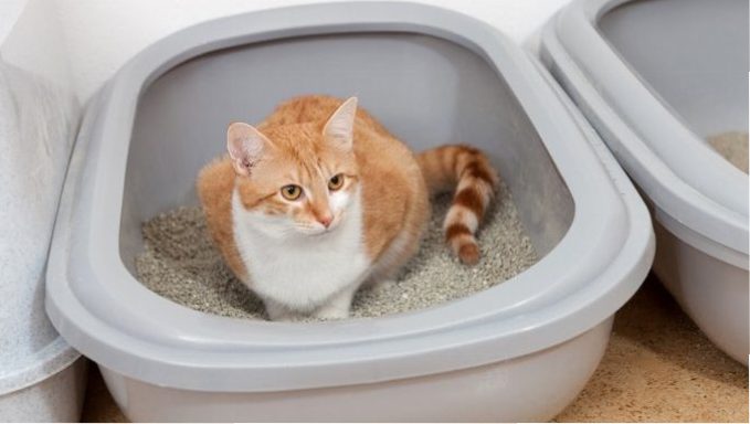 7 Tips For Controlling A Stinky Litter Box - CatTime