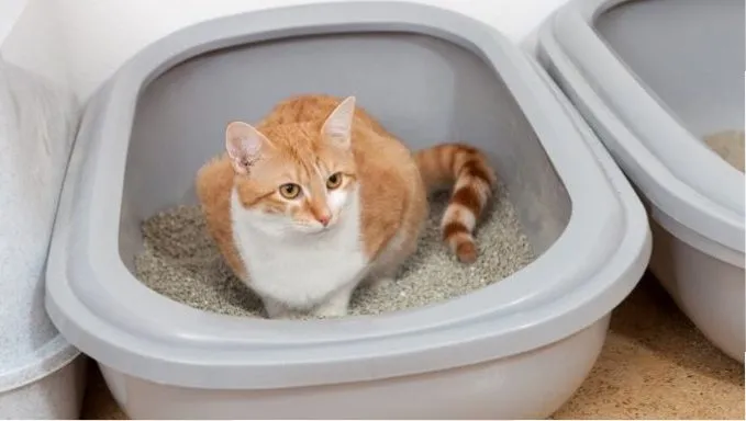 7 Tips For Controlling A Stinky Litter Box - CatTime