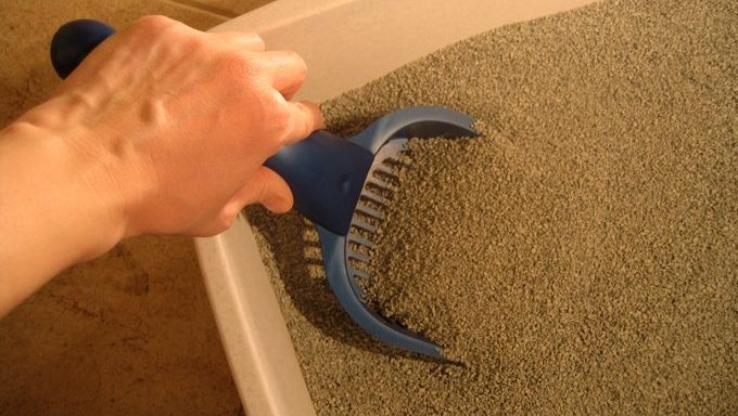 7 Tips For Controlling A Stinky Litter Box - CatTime