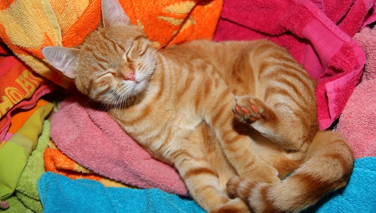 10 Ways Your Life Will Change When You Adopt A Cat