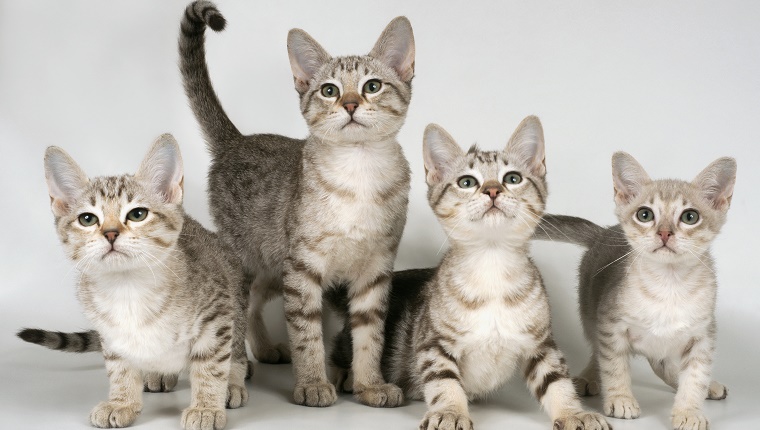 October 29th Is National Cat Day! Here's What You Should Know - CatTime