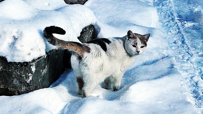 Beware Of These Winter Dangers That Could Hurt Or Kill Cats - CatTime