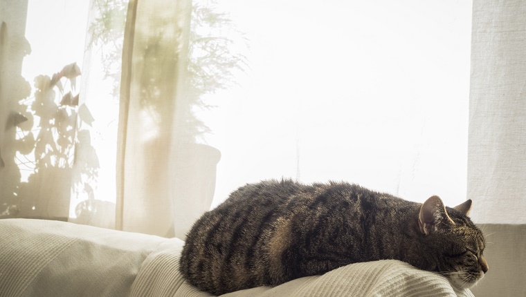 How To Relax When You Are On Vacation And Your Cat Is At Home - CatTime