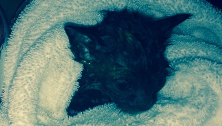 Kitten Rescued From Sewer With Water Pressure And A Net - CatTime