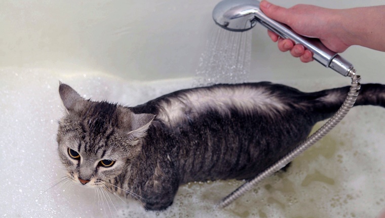 When Should You Give Your Cat A Bath? - CatTime